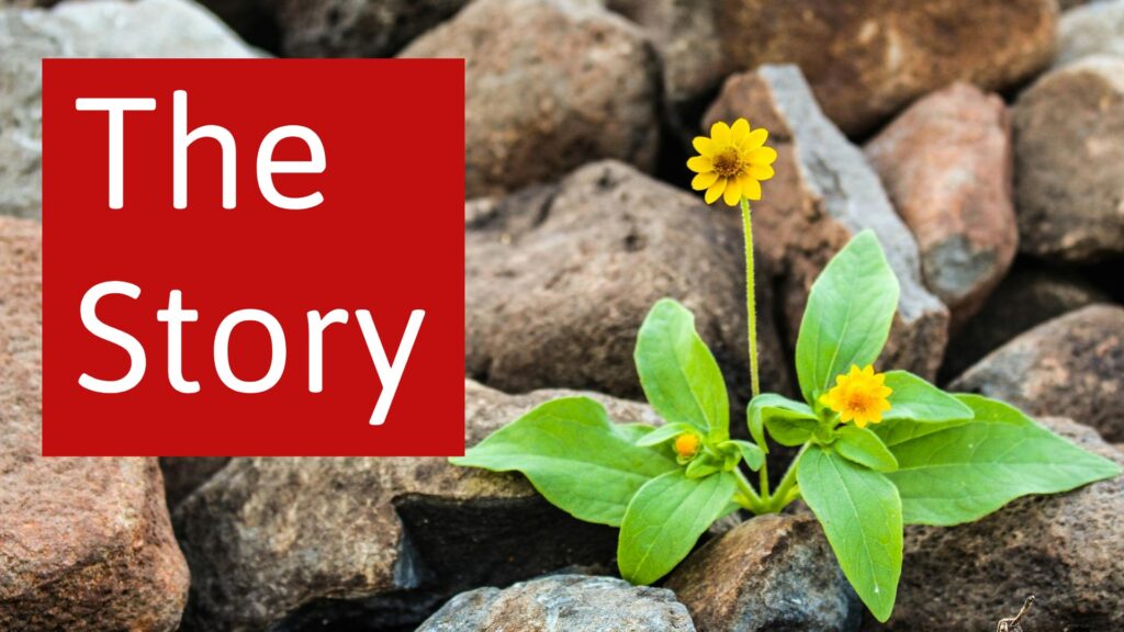 On Marriage Communication–The Story of a Tender Plant! – Bejoy Peter's ...